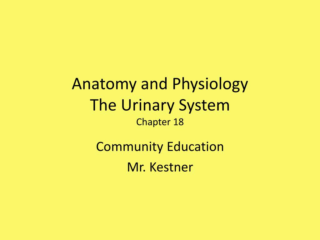 PPT - Anatomy and Physiology The Urinary System Chapter 18 PowerPoint ...
