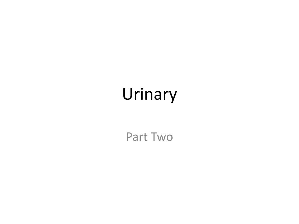 PPT - Urinary PowerPoint Presentation, free download - ID:1749764
