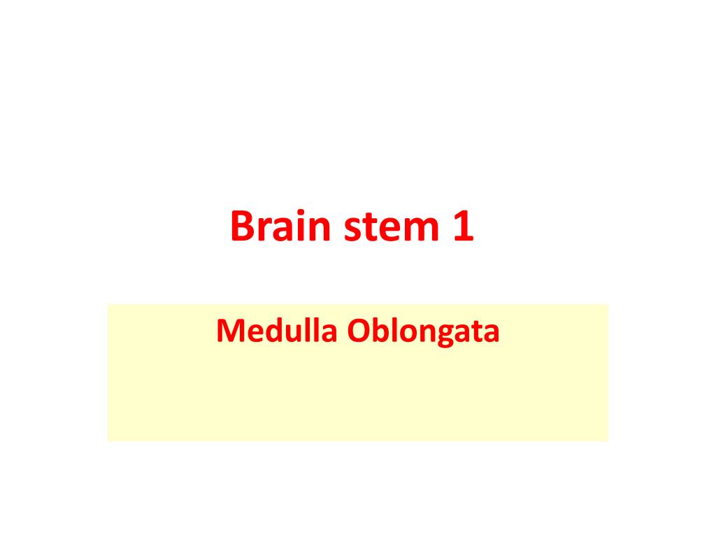 PPT - Brain stem 1 PowerPoint Presentation, free download - ID:1750254