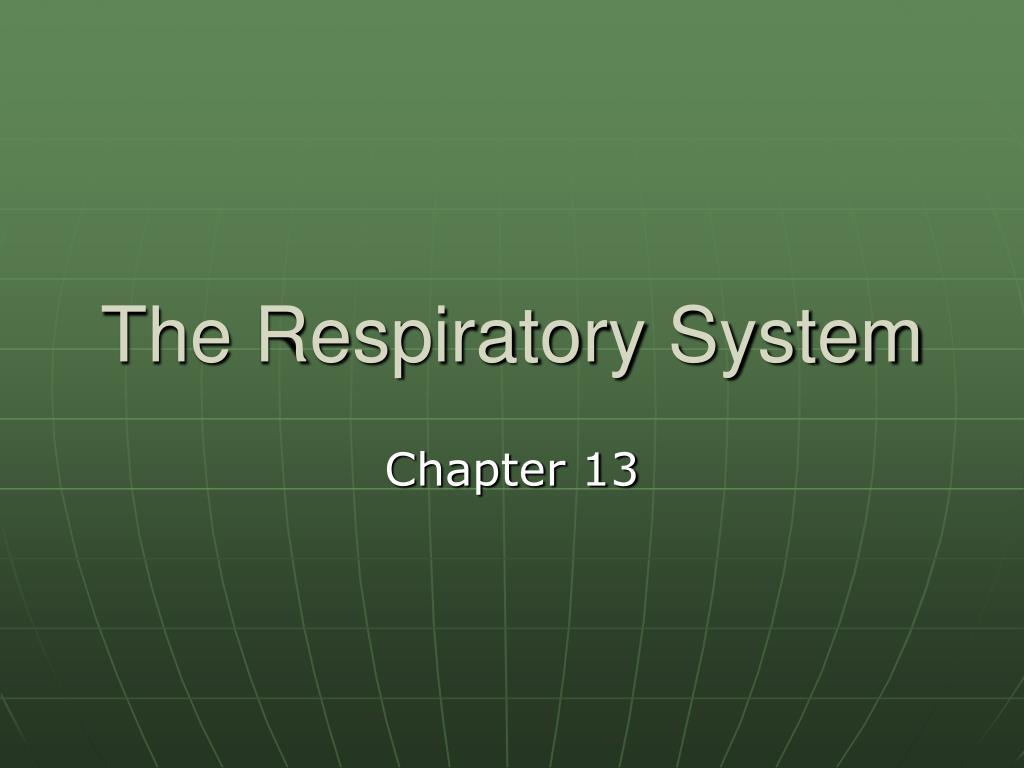 PPT - The Respiratory System PowerPoint Presentation, free download ...