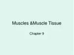 PPT - Muscles and Muscle Tissue PowerPoint Presentation, free download ...