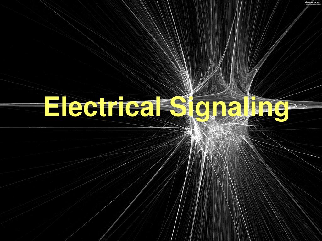 PPT - Understanding Electrical Signaling: Action Potentials and Ion ...