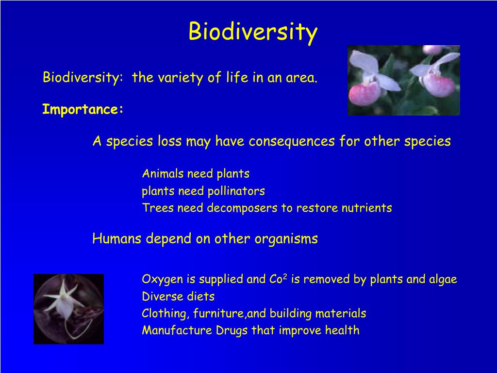 PPT - Biodiversity PowerPoint Presentation, free download - ID:1755986