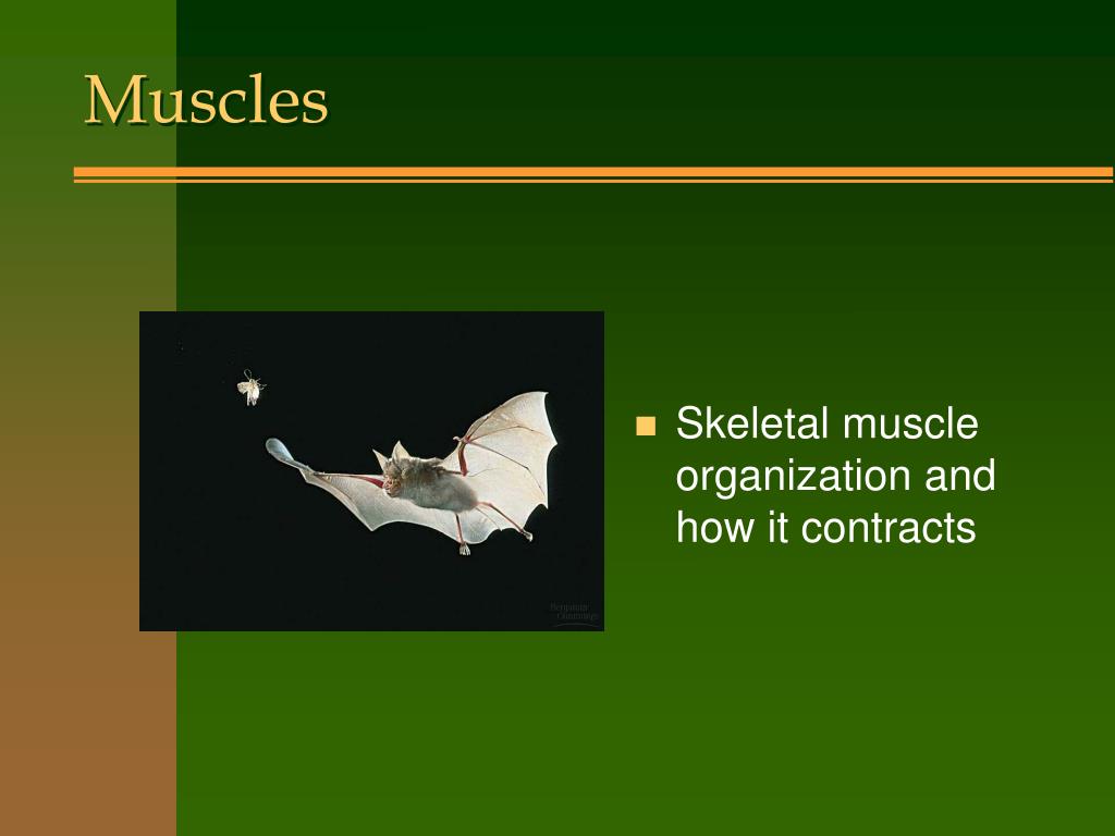 PPT - Muscles PowerPoint Presentation, free download - ID:1756477