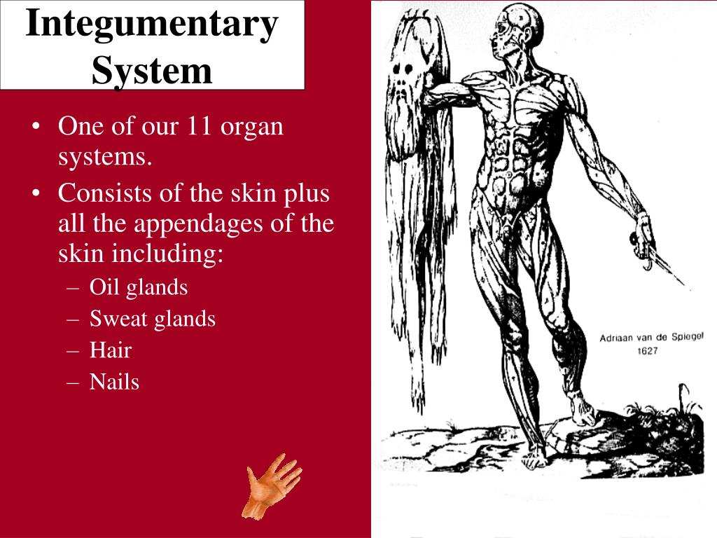 PPT - Integumentary System PowerPoint Presentation, free download - ID ...