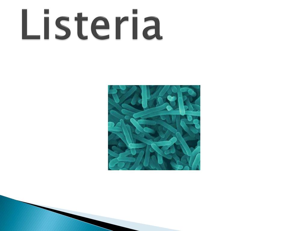 PPT - Listeria PowerPoint Presentation, free download - ID:1759799