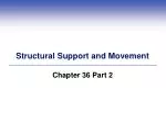 PPT - Human Biology Chapter 20 Support and Movement PowerPoint ...