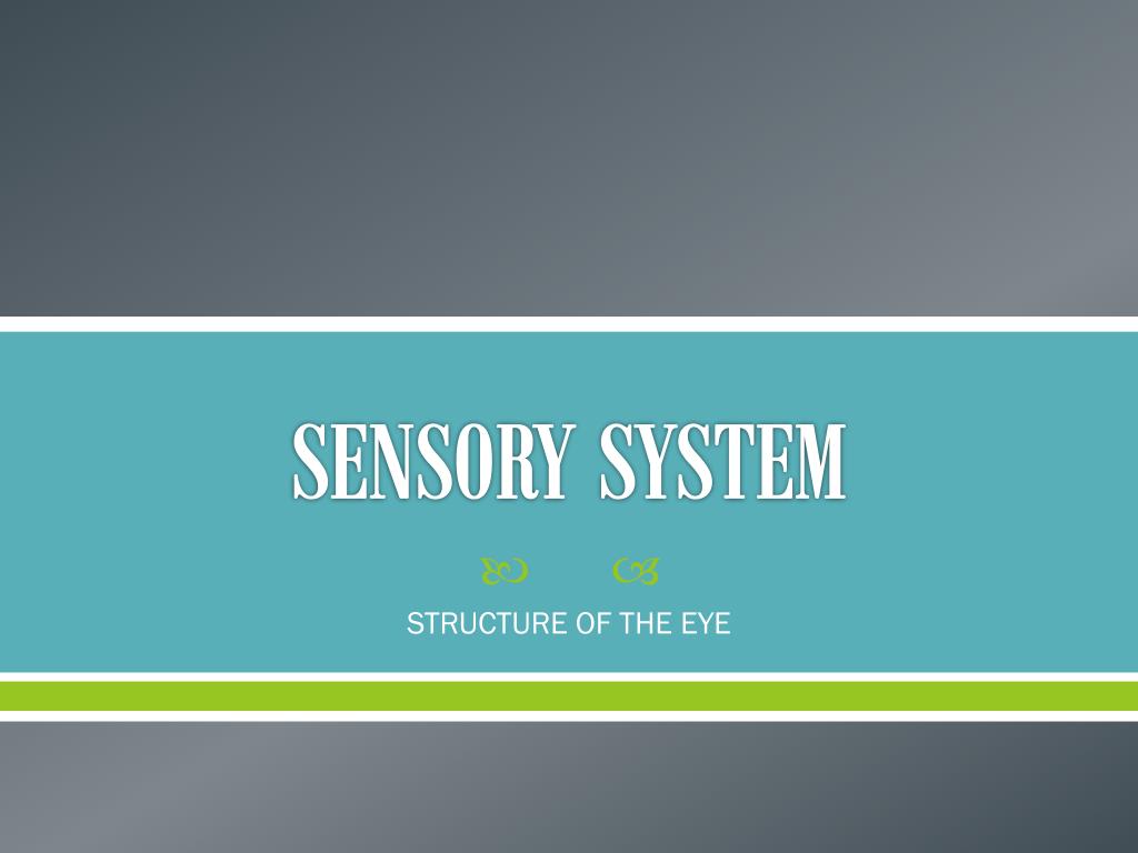 PPT - SENSORY SYSTEM PowerPoint Presentation, free download - ID:1761757