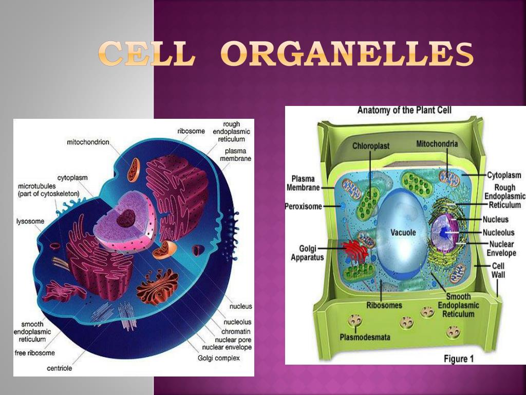 PPT - Cell Organelle s PowerPoint Presentation, free download - ID:1763779