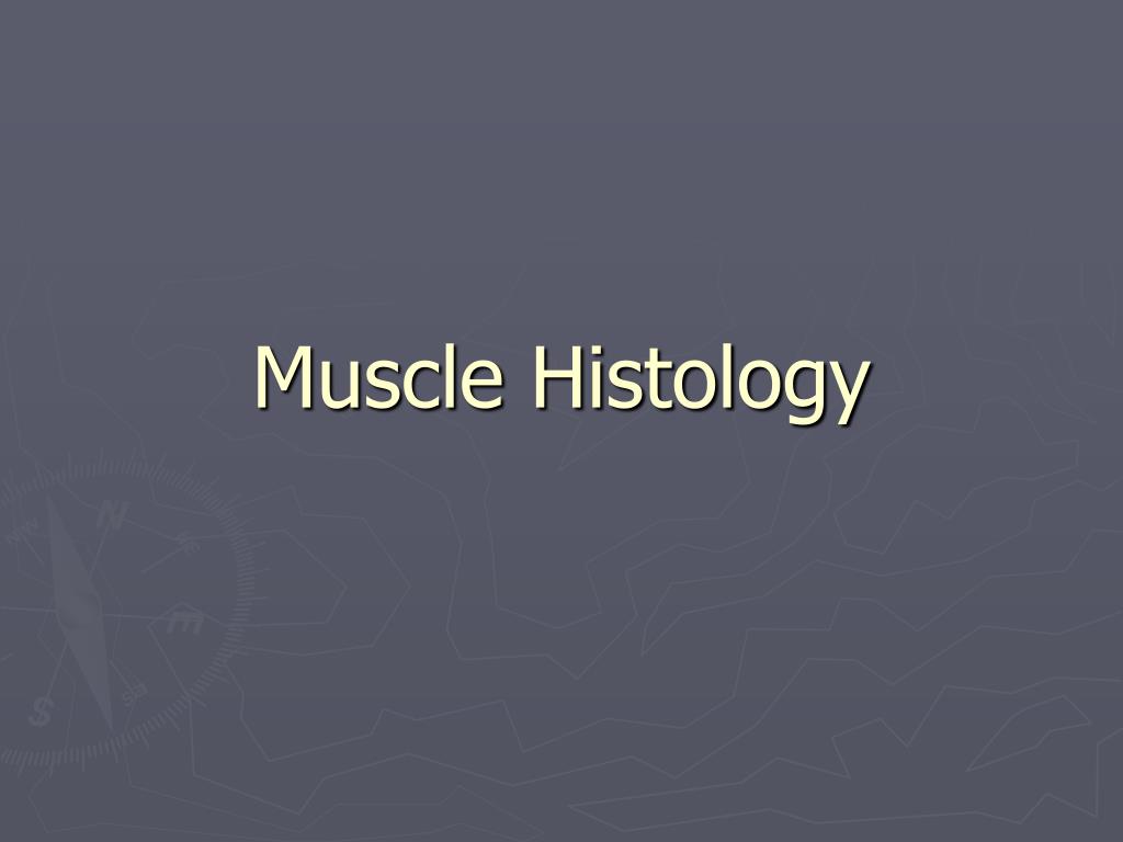 PPT - Muscle Histology PowerPoint Presentation, free download - ID:1770442
