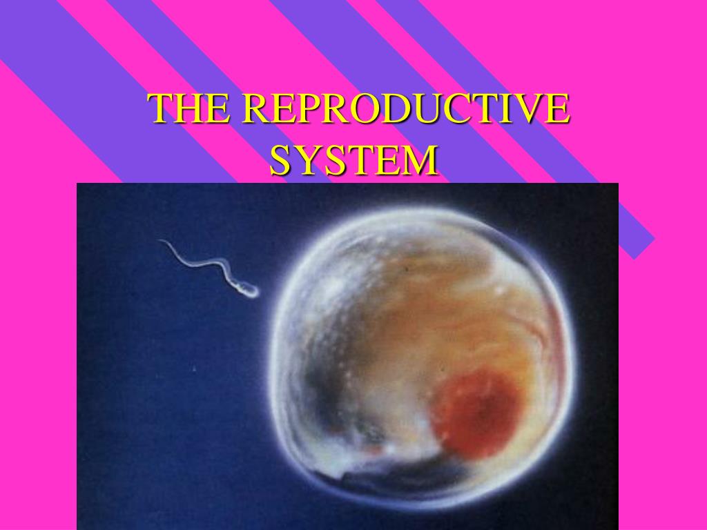 PPT - THE REPRODUCTIVE SYSTEM PowerPoint Presentation, free download ...