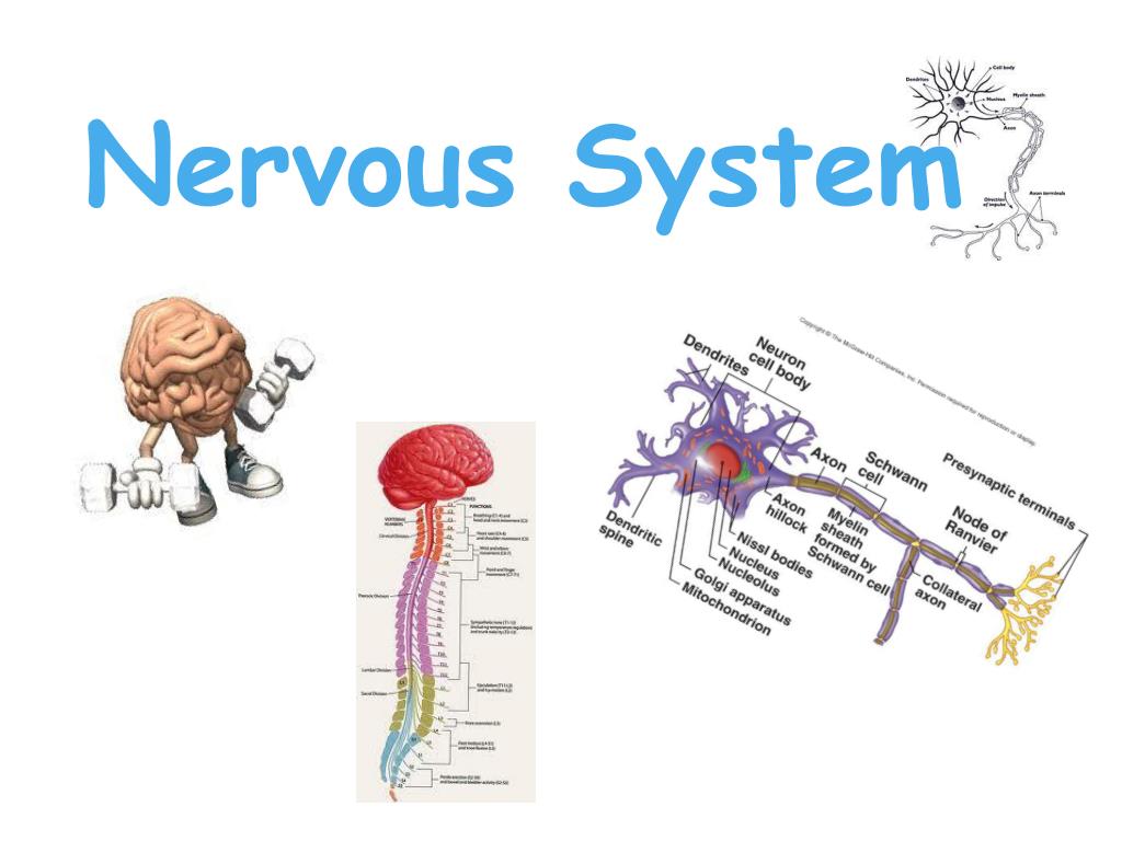 PPT - Nervous System PowerPoint Presentation, free download - ID:1771294
