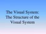 PPT - The visual system PowerPoint Presentation, free download - ID:348877