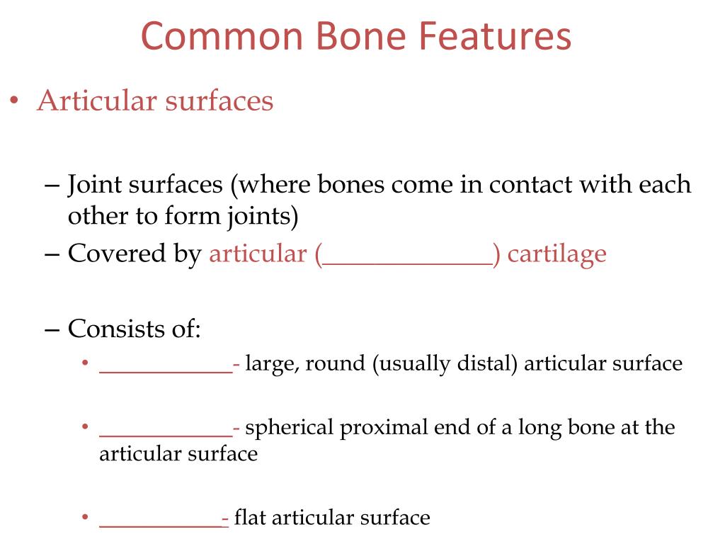 PPT - Common Bone Features PowerPoint Presentation, free download - ID ...