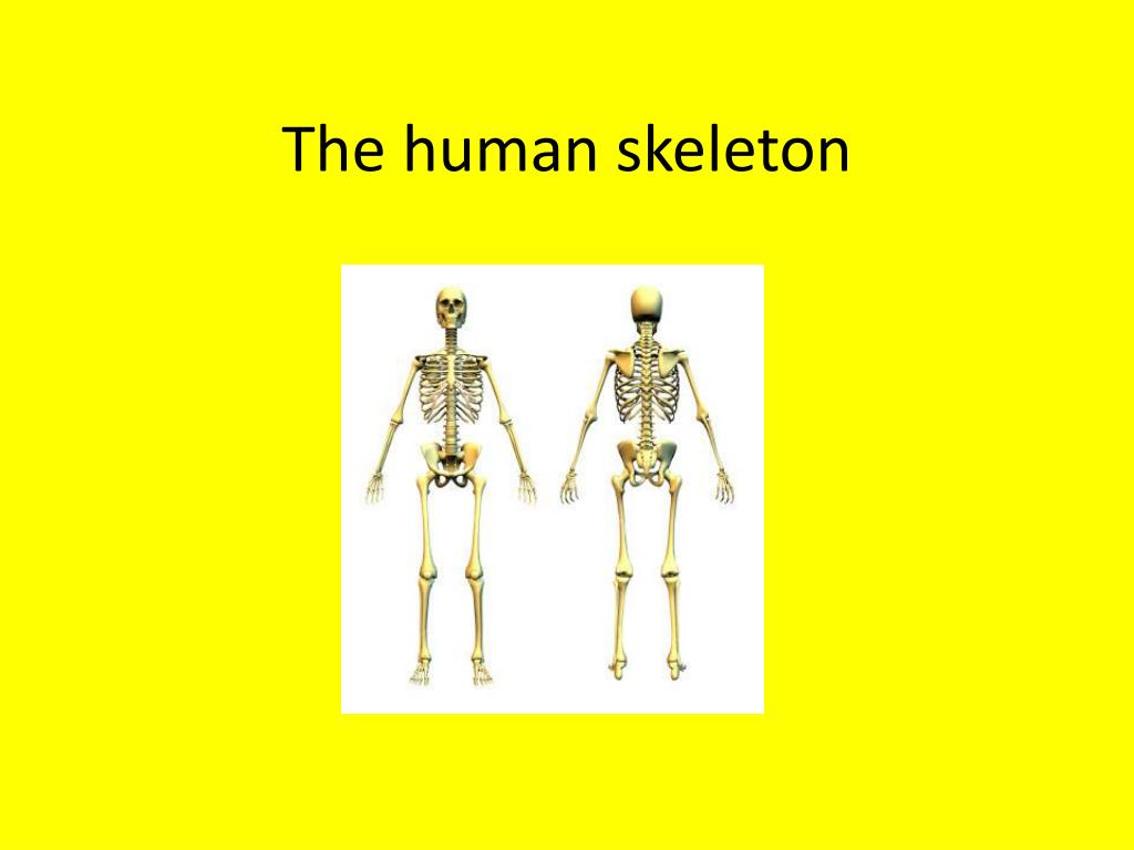 PPT - The human skeleton PowerPoint Presentation, free download - ID ...
