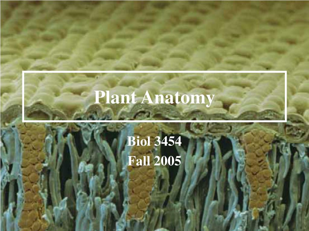 PPT - Plant Anatomy PowerPoint Presentation, free download - ID:1776196