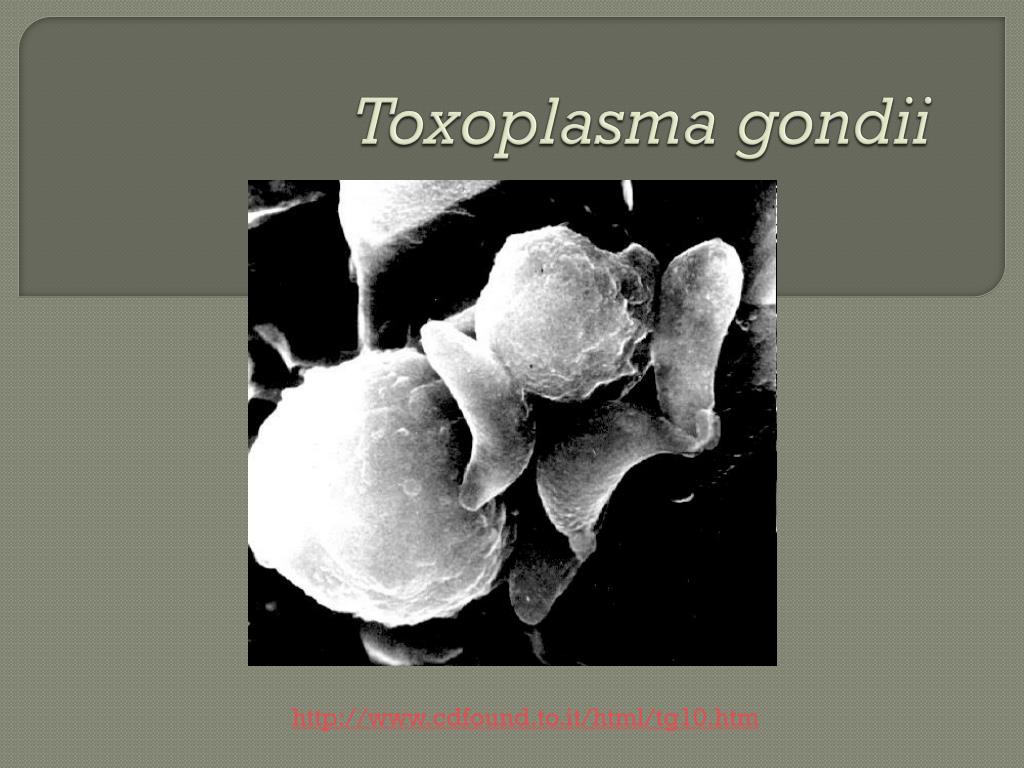 PPT - Toxoplasma gondii PowerPoint Presentation, free download - ID:1776907