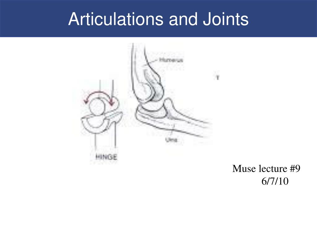 PPT - Articulations and Joints PowerPoint Presentation, free download ...