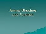 PPT - Animal Structure and Function: An Introduction PowerPoint ...