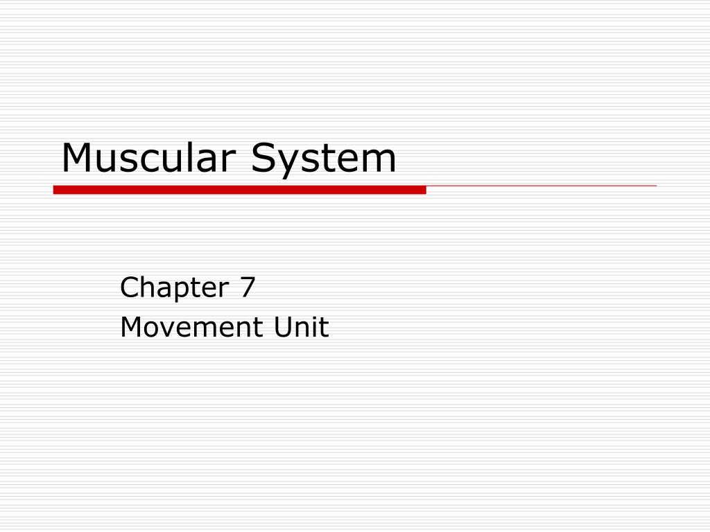PPT - Muscular System PowerPoint Presentation, free download - ID:1778073