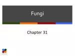 PPT - Fungi PowerPoint Presentation, free download - ID:9109923
