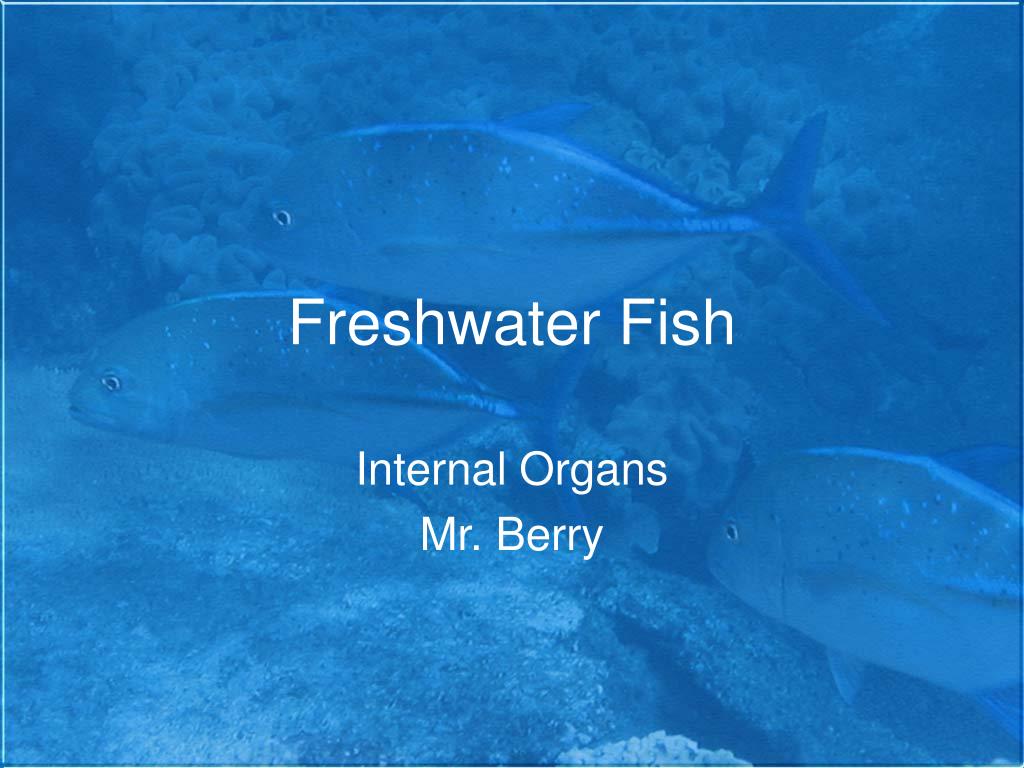 PPT - Freshwater Fish PowerPoint Presentation, free download - ID:1778452