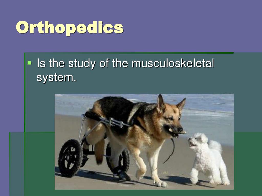 PPT - Orthopedics PowerPoint Presentation, free download - ID:1779703