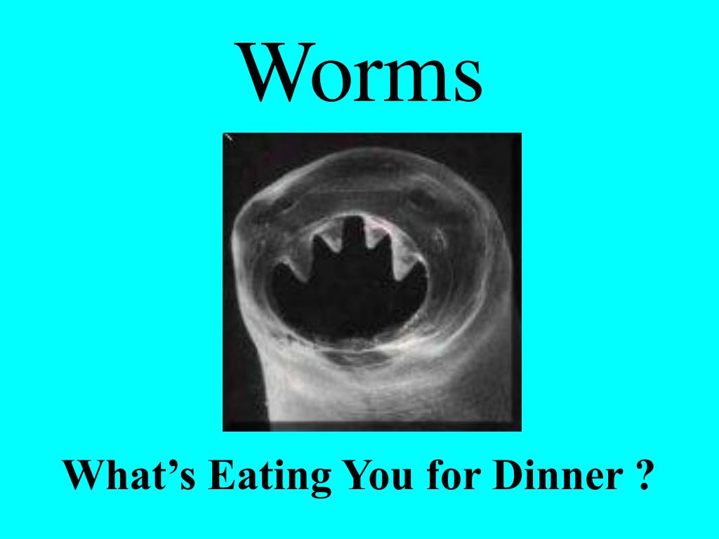 PPT - Worms PowerPoint Presentation, free download - ID:1779924