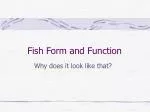 PPT - Parts of the Fish and the Function PowerPoint Presentation, free ...