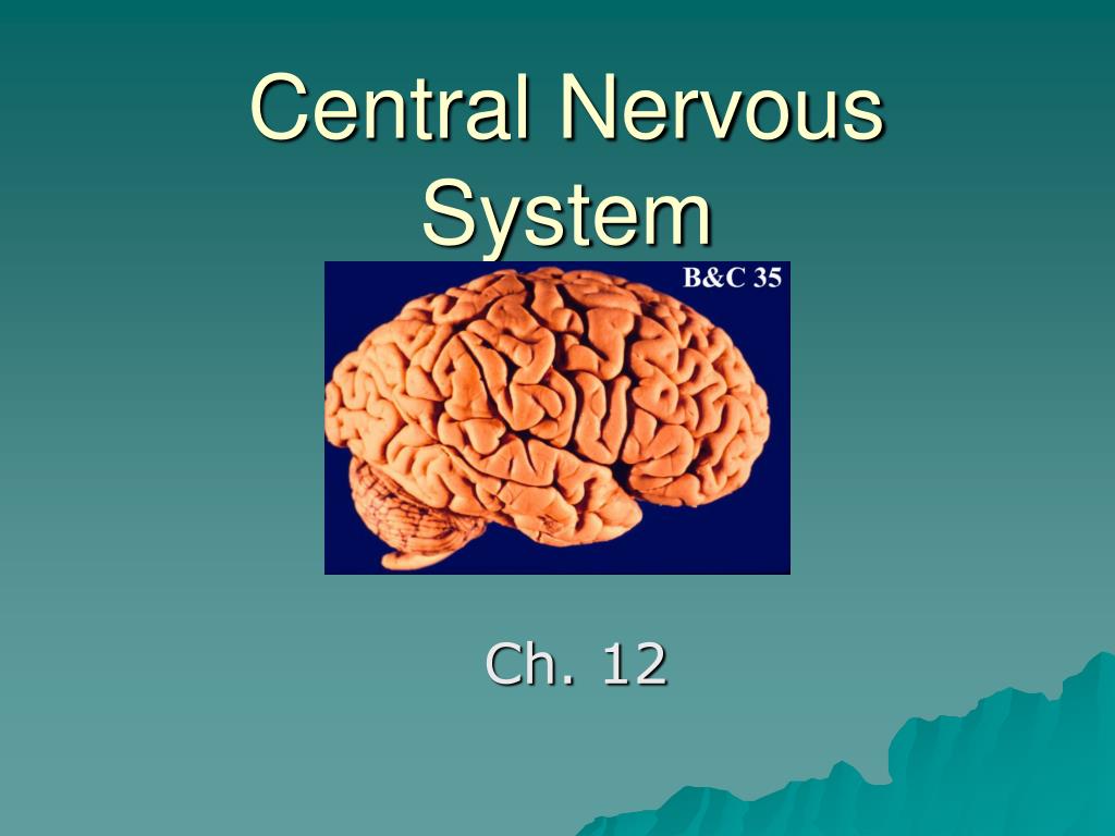 PPT - Central Nervous System PowerPoint Presentation, free download ...