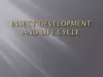PPT - Insect Development PowerPoint Presentation, free download - ID ...