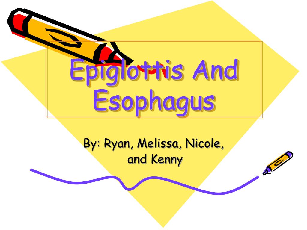 PPT - Epiglottis And Esophagus PowerPoint Presentation, free download ...