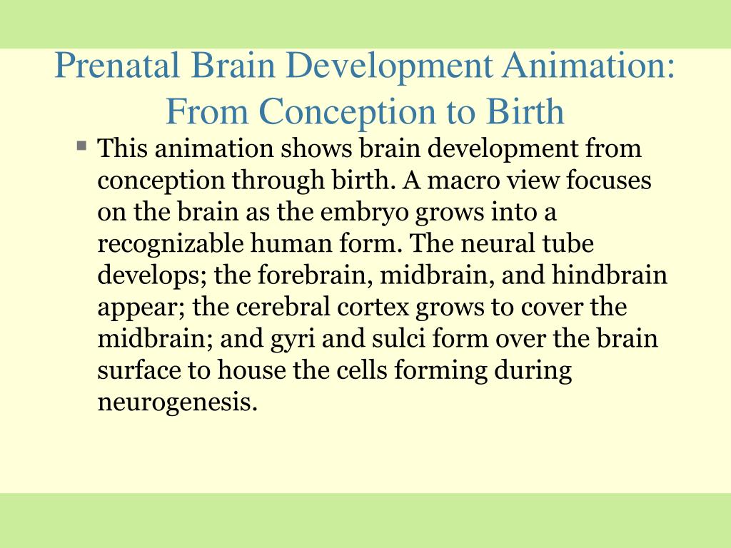 PPT - Prenatal Brain Development Animation: From Conception to Birth ...