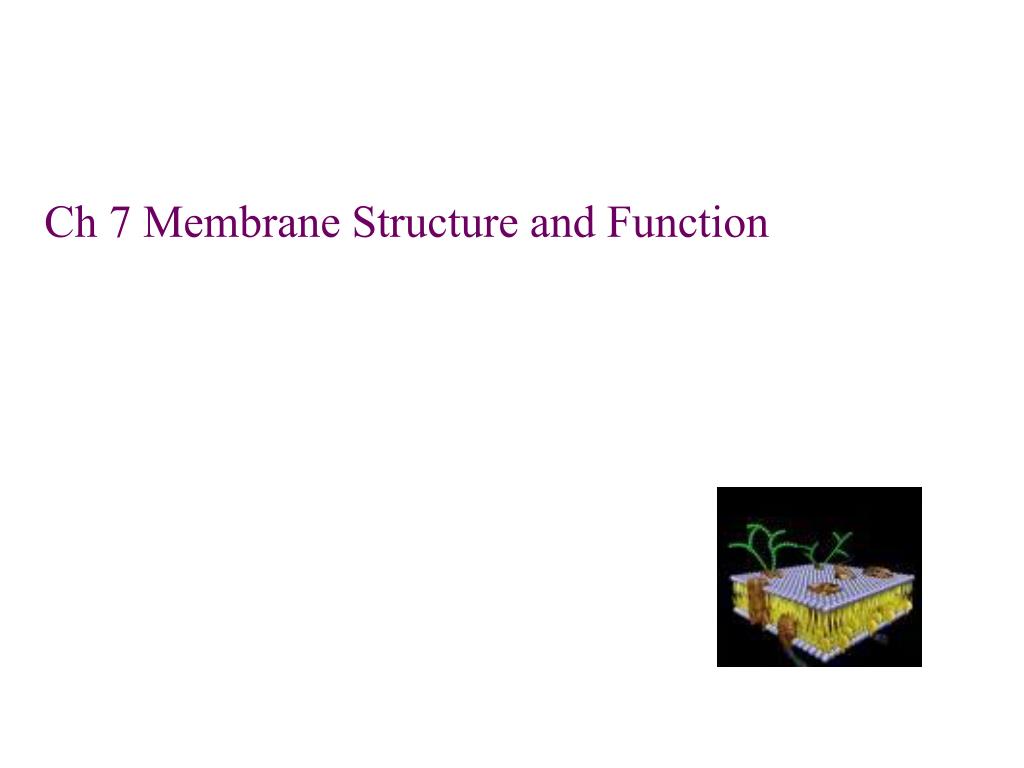 PPT - Ch 7 Membrane Structure and Function PowerPoint Presentation ...