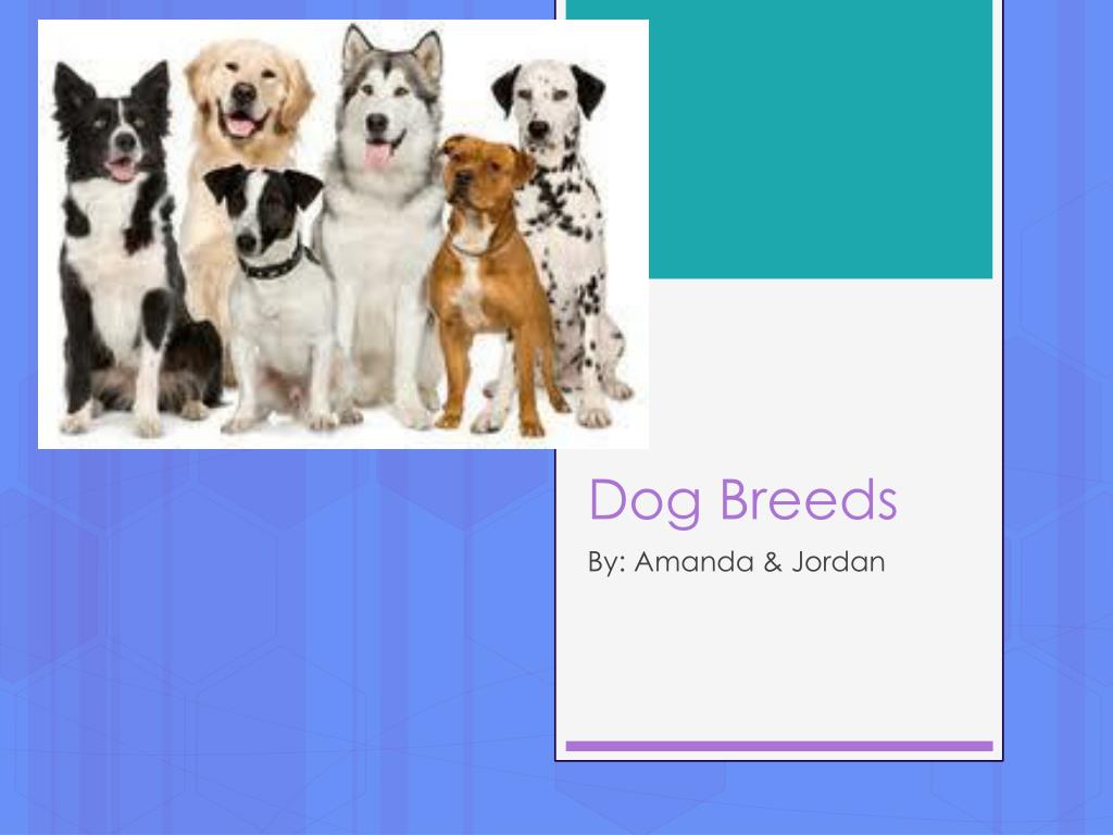 PPT - Dog Breeds PowerPoint Presentation, free download - ID:1784964