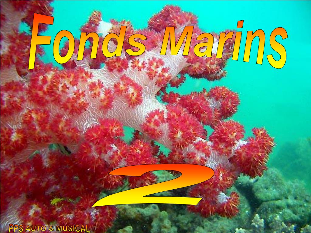 PPT - Fonds Marins PowerPoint Presentation, free download - ID:1785537
