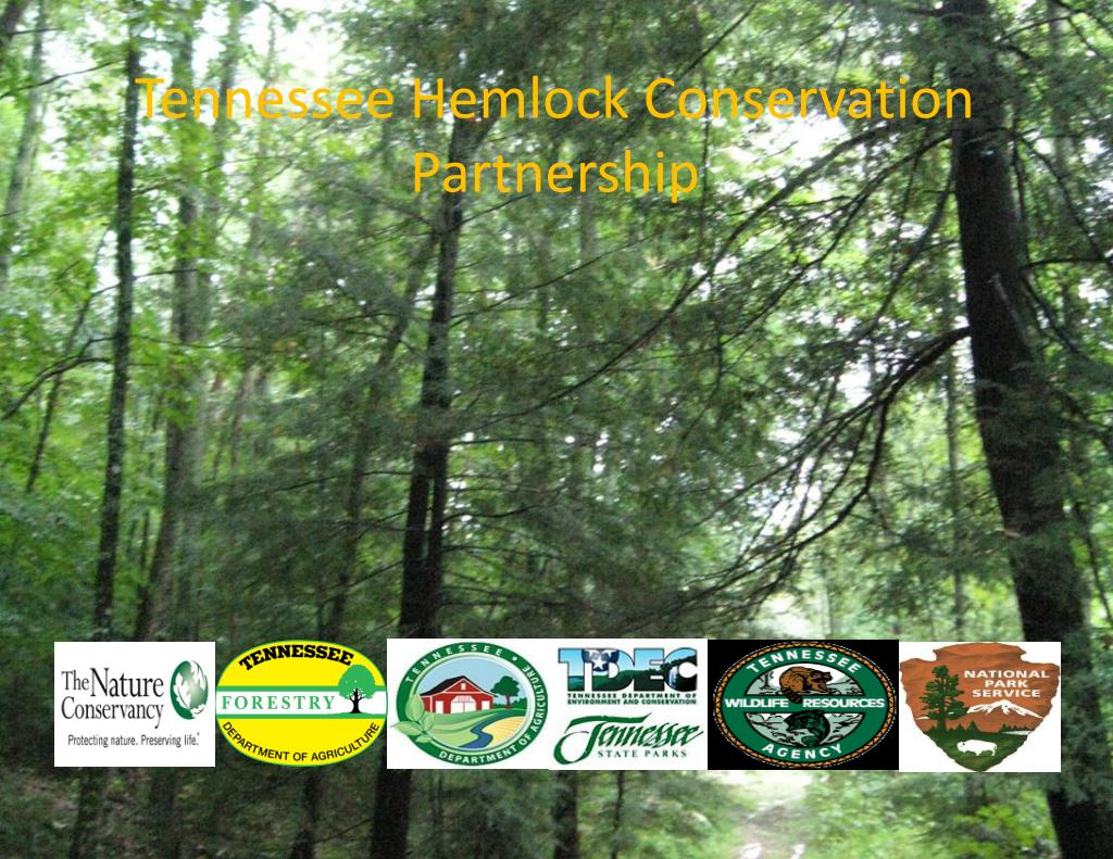PPT - Tennessee Hemlock Conservation Partnership: Saving Our Hemlocks ...