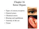 PPT - The Sense Organs PowerPoint Presentation, free download - ID:9221709