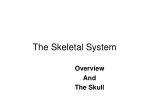 PPT - Chapter 6: The Skeletal System PowerPoint Presentation, free ...
