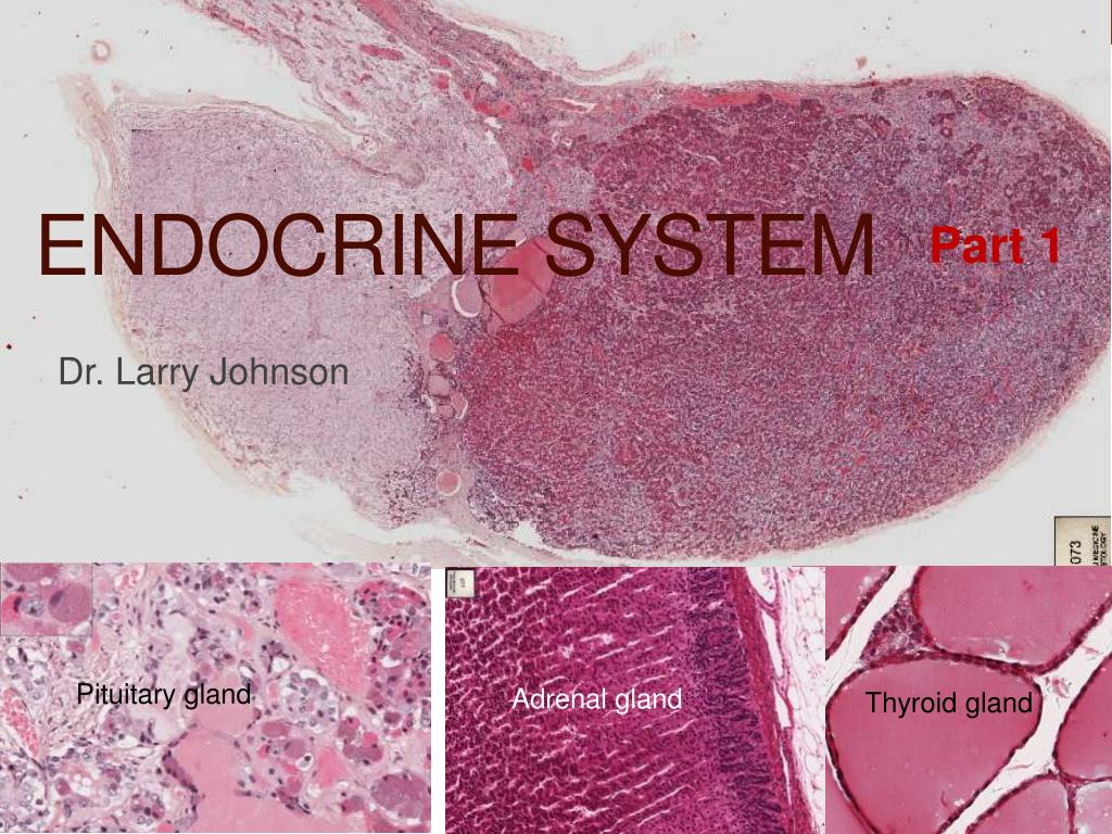 PPT - Endocrine system PowerPoint Presentation, free download - ID:1786164