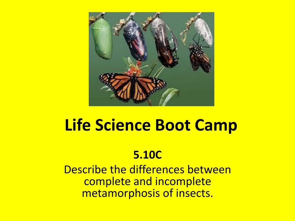 PPT - Life Science Boot Camp PowerPoint Presentation, free download ...