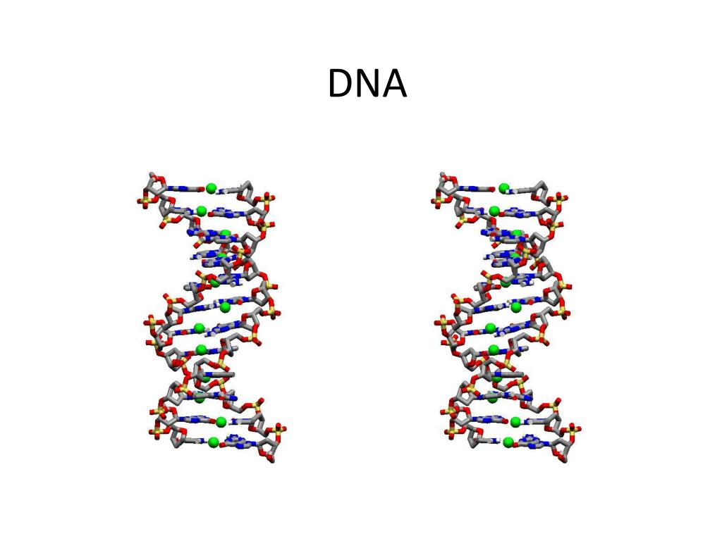 PPT - DNA PowerPoint Presentation, free download - ID:1789920