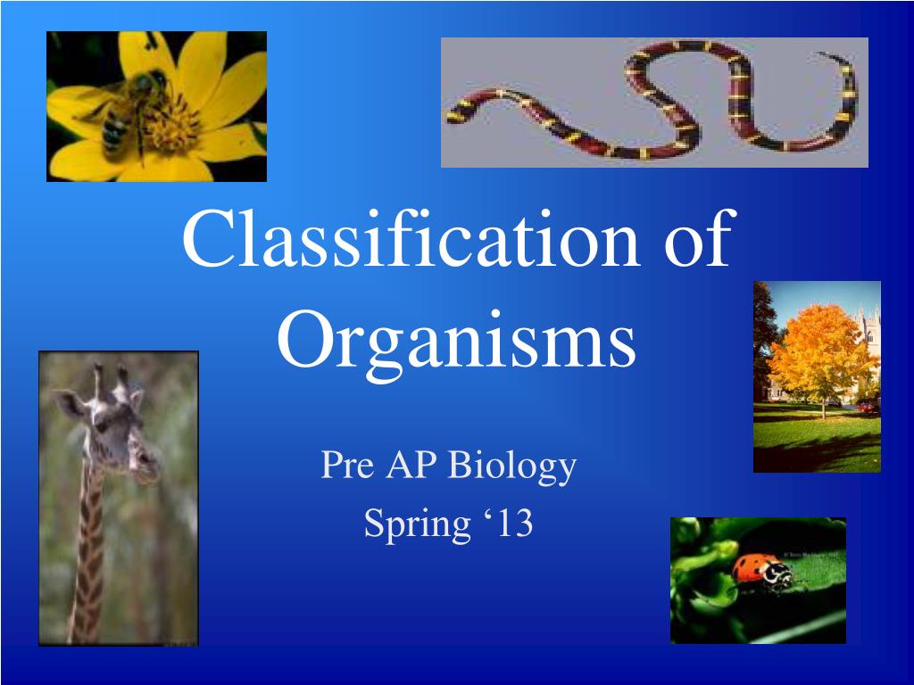 PPT - Classification of Organisms PowerPoint Presentation, free ...