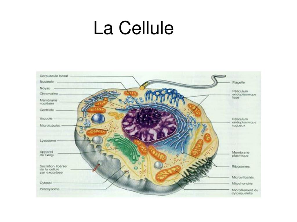 PPT - La Cellule PowerPoint Presentation, free download - ID:1790304