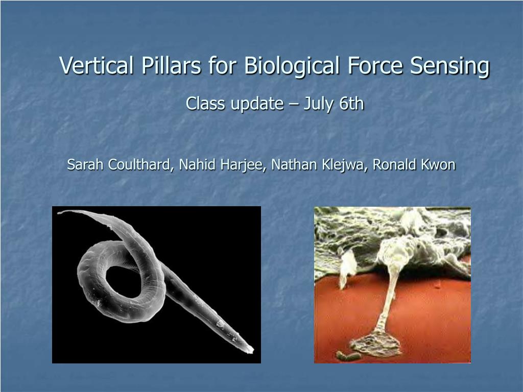 PPT - Vertical Pillars for Biological Force Sensing PowerPoint ...