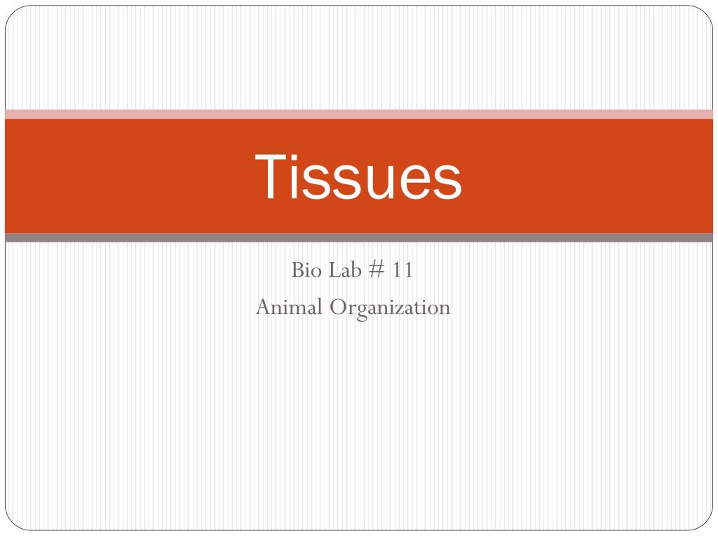 PPT - Tissues PowerPoint Presentation, free download - ID:1793093