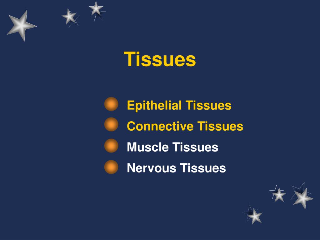 PPT - Tissues PowerPoint Presentation, free download - ID:1793665