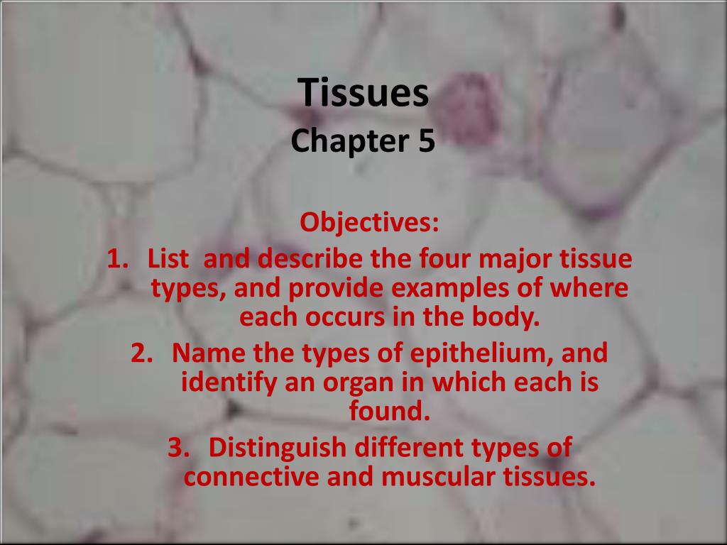 PPT - Tissues Chapter 5 PowerPoint Presentation, free download - ID:1793679
