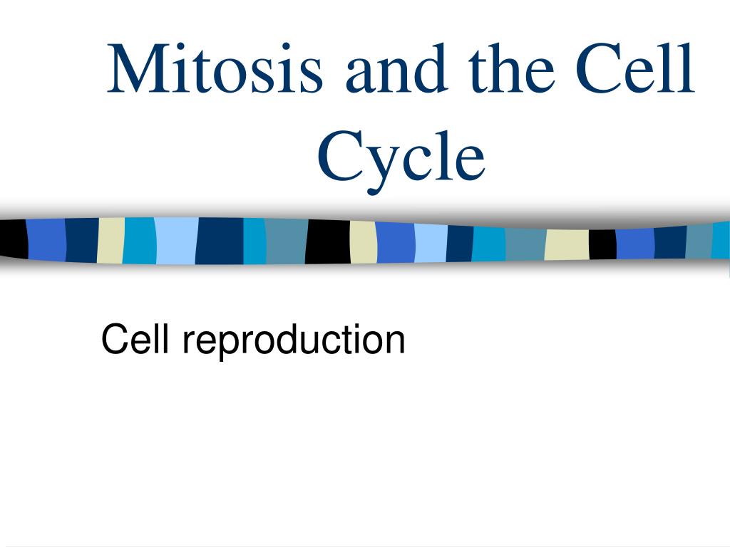 PPT - Mitosis and the Cell Cycle PowerPoint Presentation, free download ...