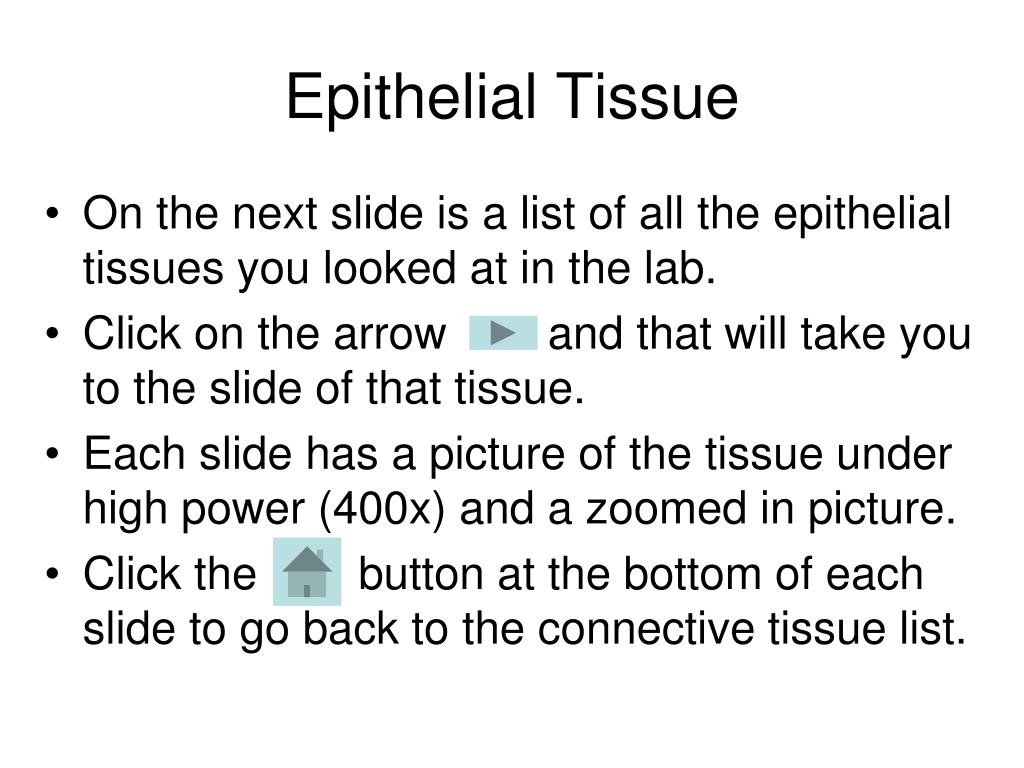 PPT - Epithelial Tissue PowerPoint Presentation, free download - ID:1793841